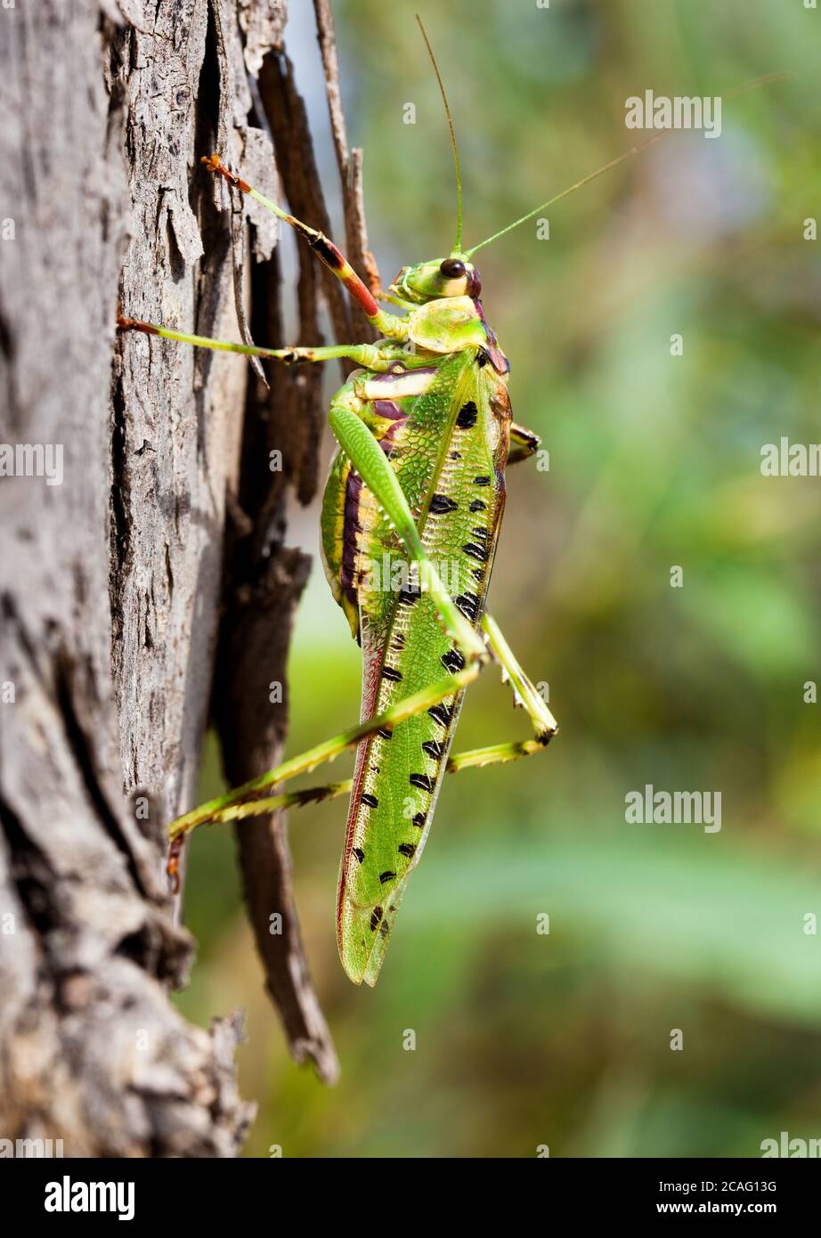 32 spotted katydid hi-res stock photography and images - Alamy