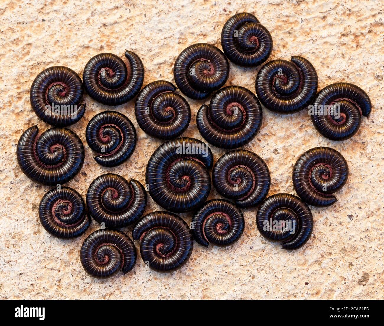 Portuguese millipedes hi-res stock photography and images - Alamy