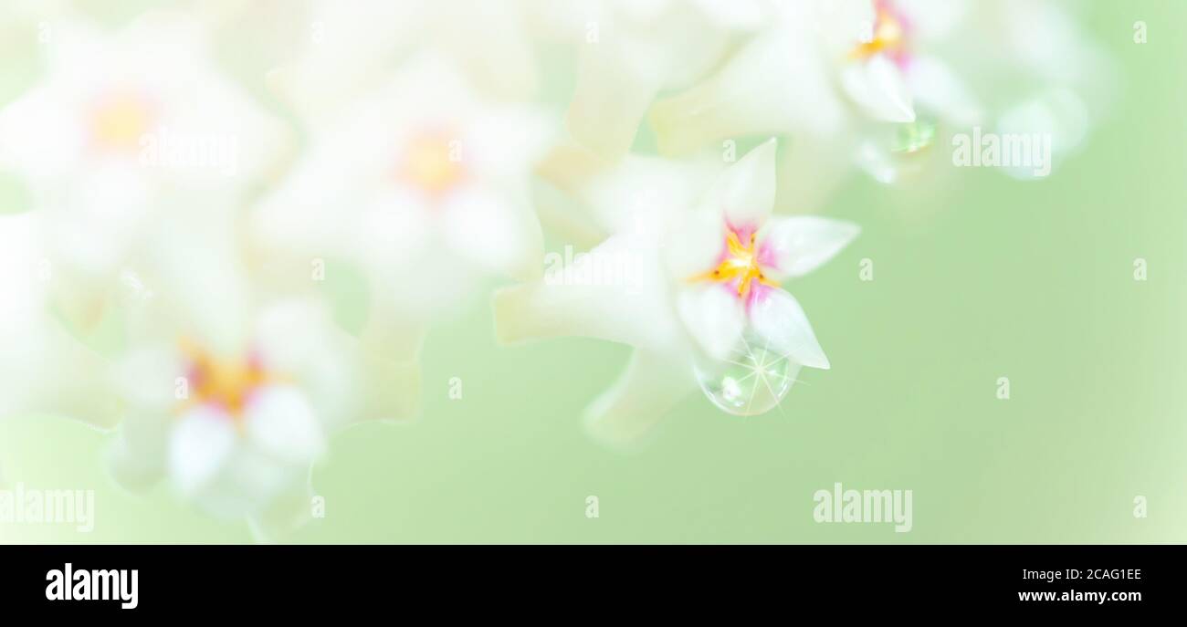 Blooming white Hoya parasitica (Roxb.) Wall. Ex Wight flower with ...