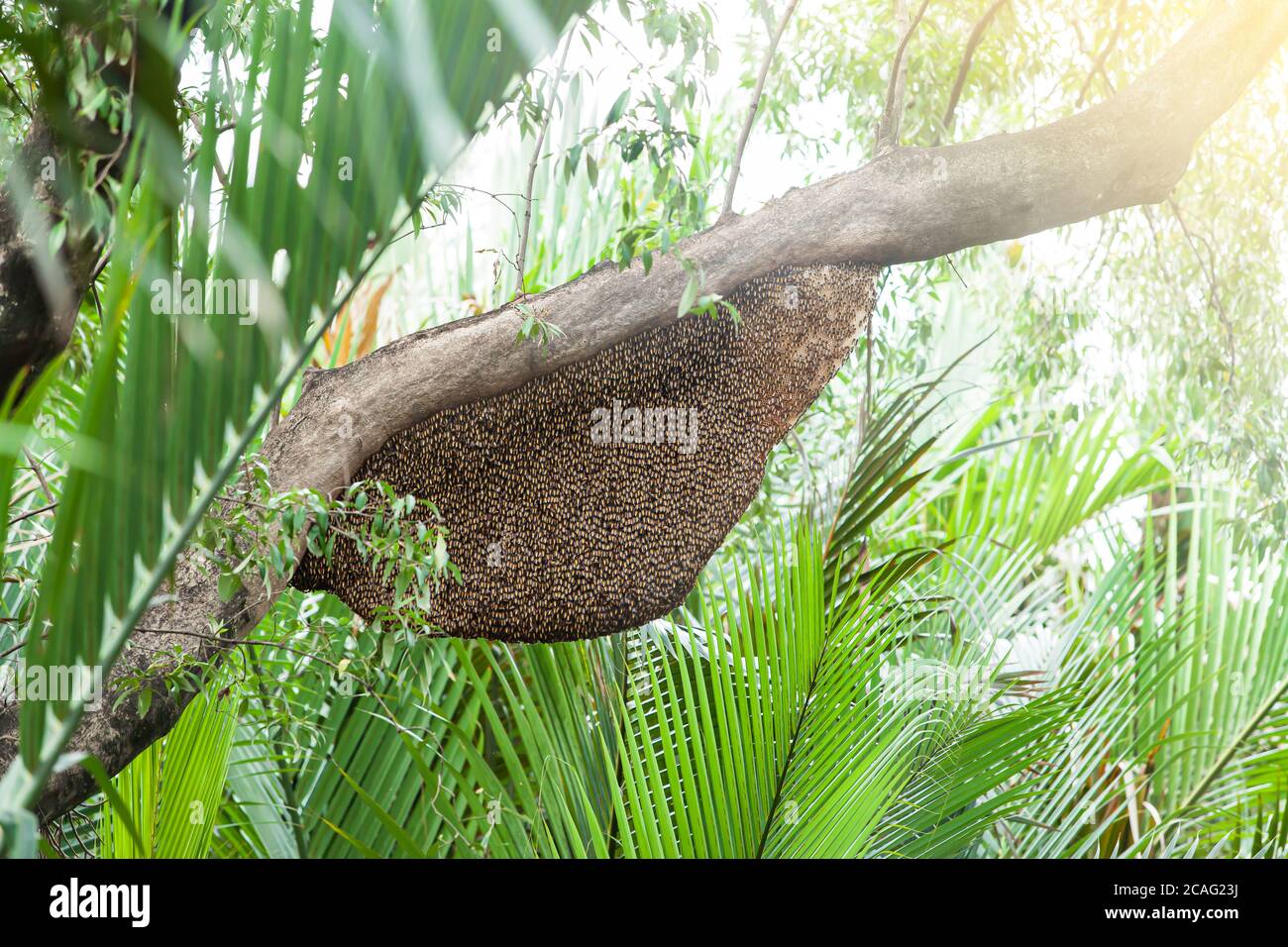 A large hive of Asian honeybee on the branch of mangrove tree, a large ...