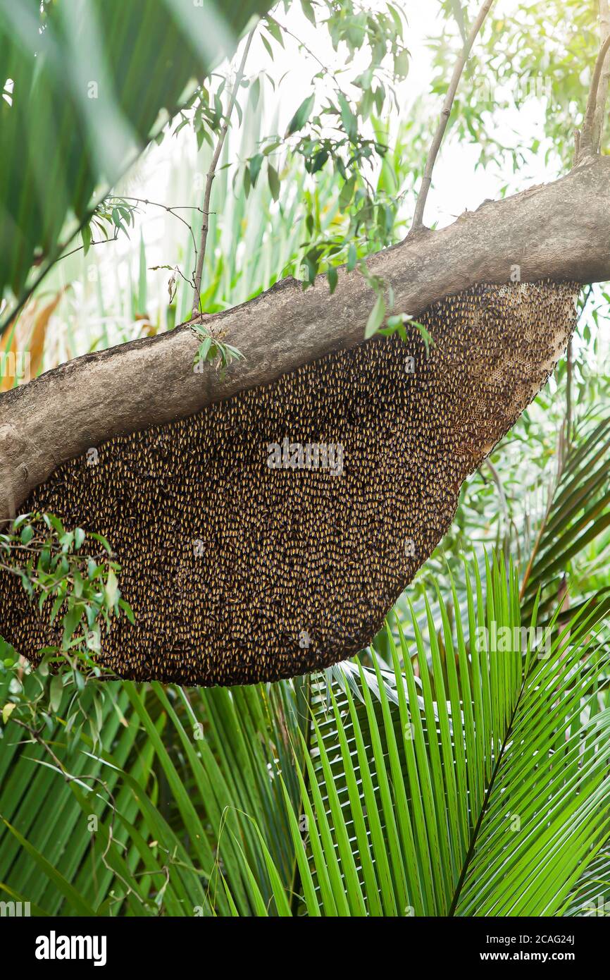 A large hive of Asian honeybee on the branch of mangrove tree, a large ...