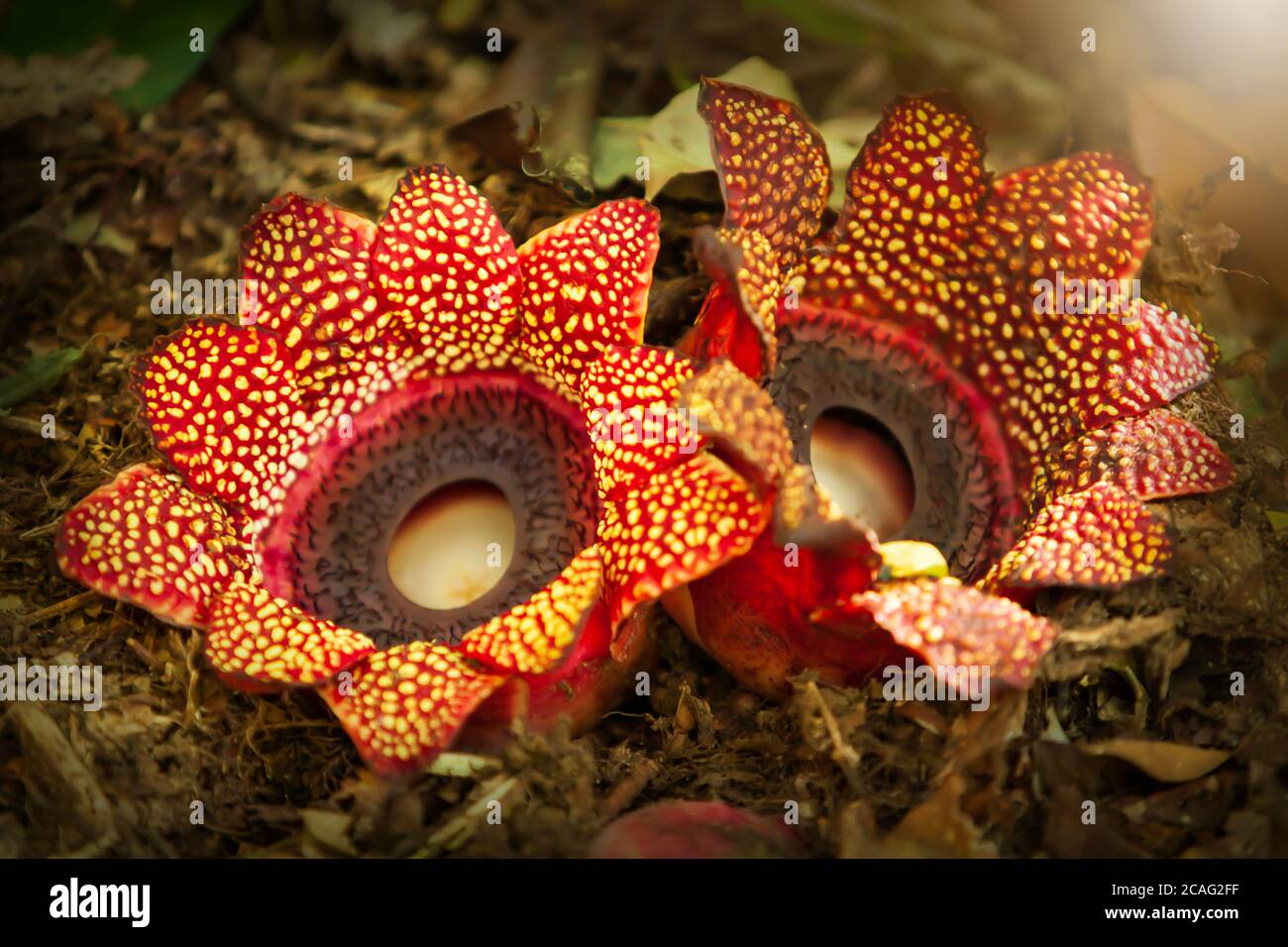 Sapria Himalayana Griff High Resolution Stock Photography and Images ...