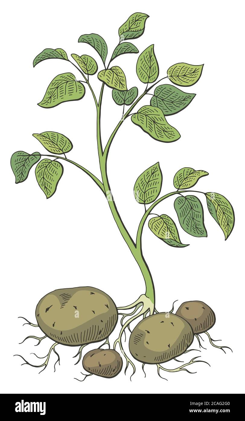 Vegetable plant growth Stock Vector Images - Alamy