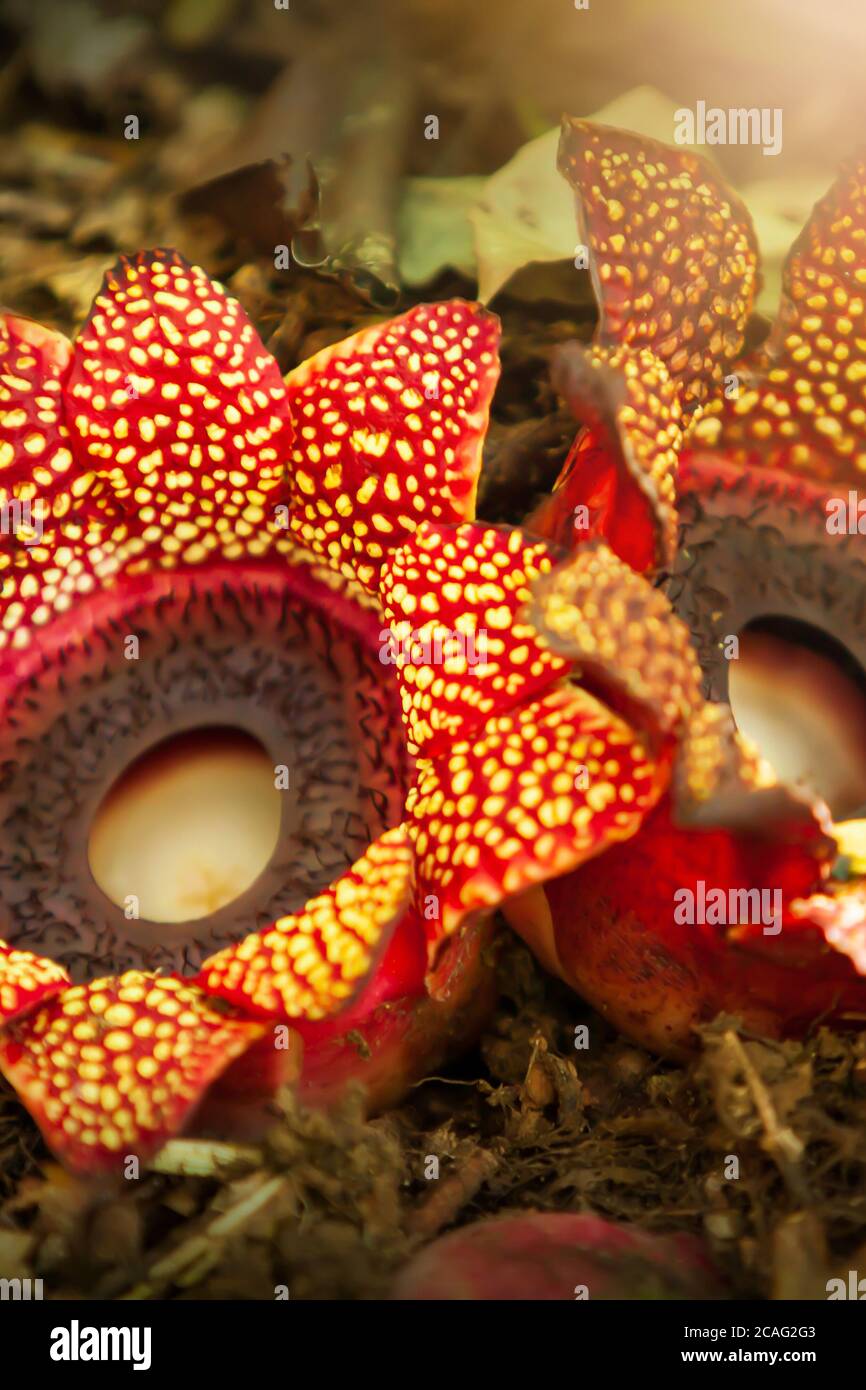 Sapria himalayana griff hi-res stock photography and images - Alamy