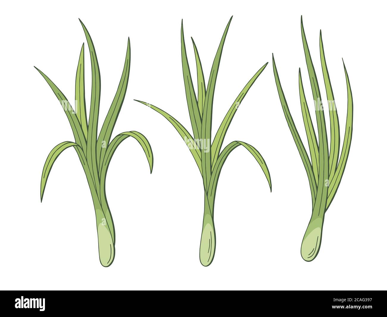 Lemongrass plant graphic color isolated sketch illustration vector ...