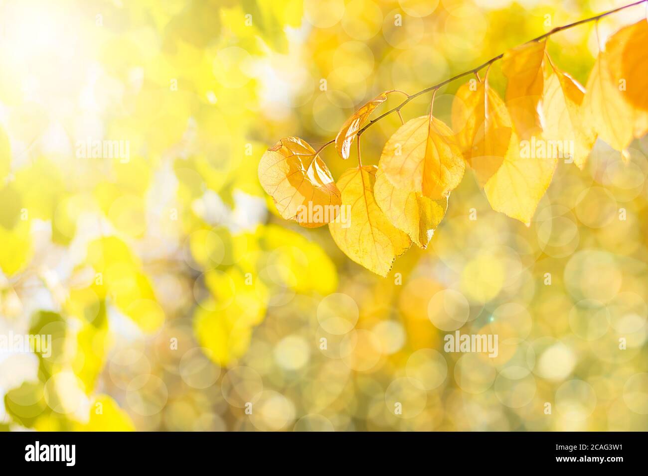 Autumn branch with beech leaves decorate beautiful nature bokeh background copy space Place for ...