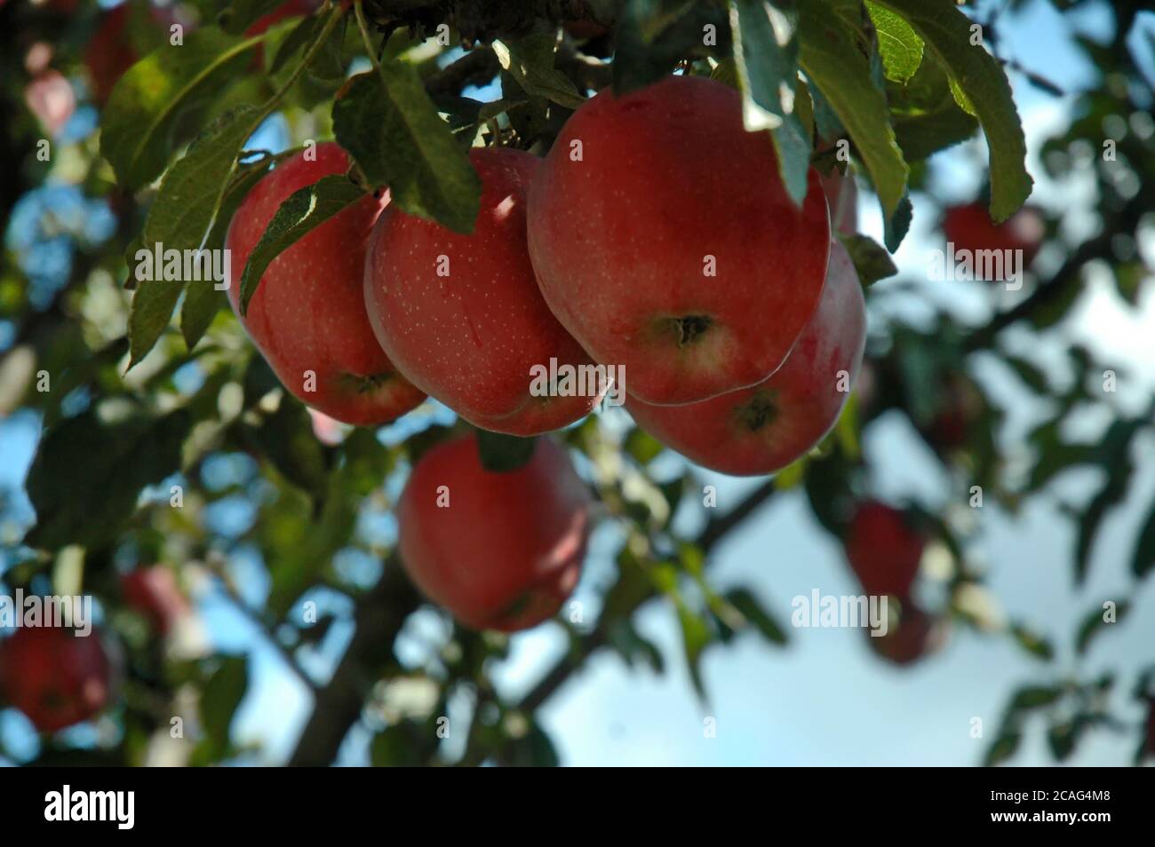 Red shiny fruits hi-res stock photography and images - Alamy