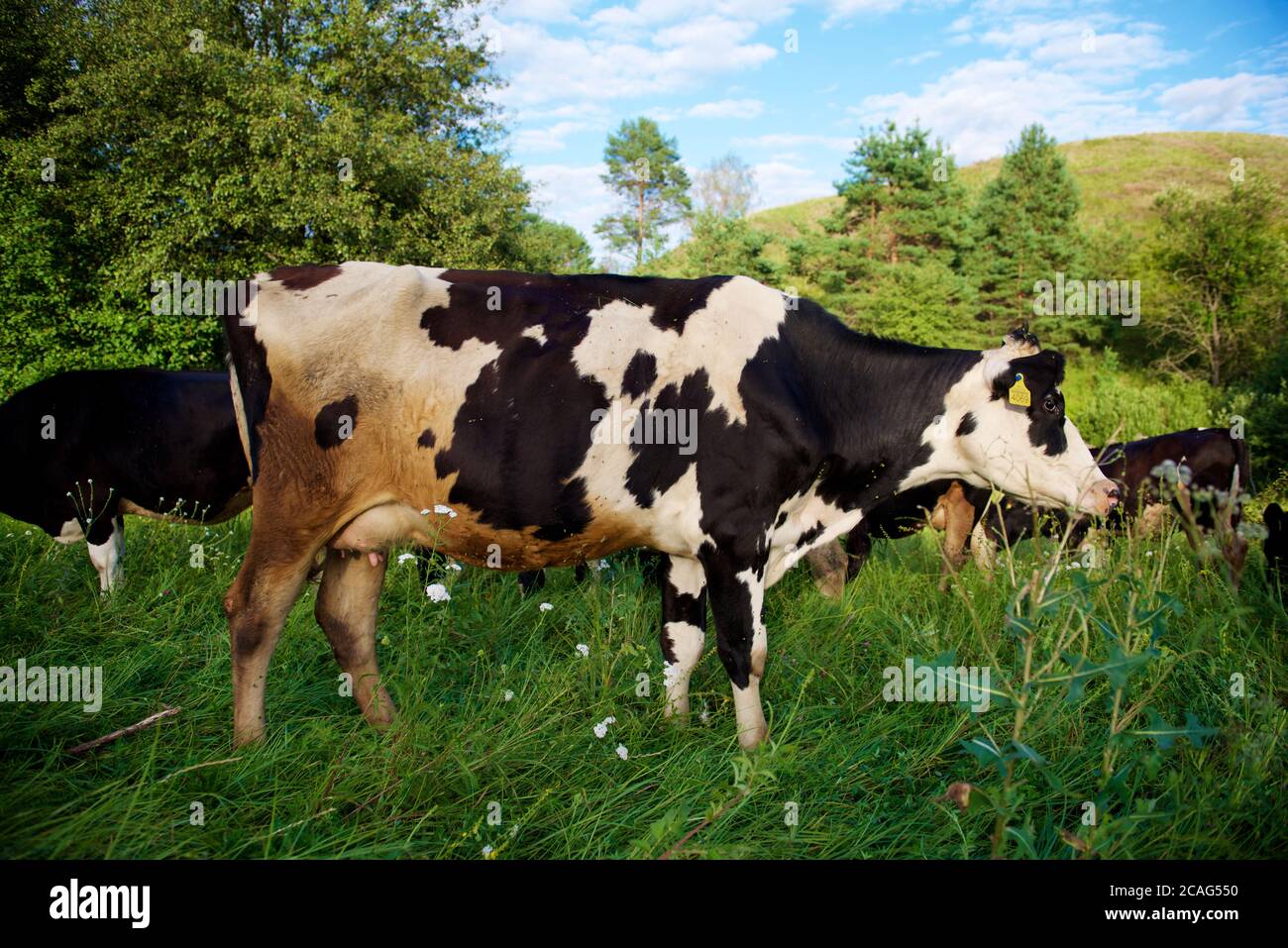 a herd of alpine cows in the open pasture in summer Stock Photo - Alamy
