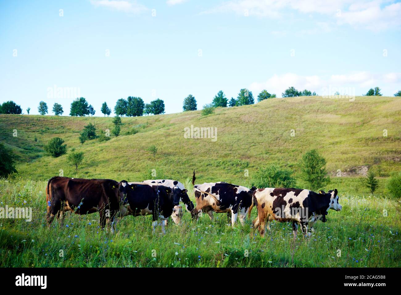 a herd of alpine cows in the open pasture in summer Stock Photo - Alamy