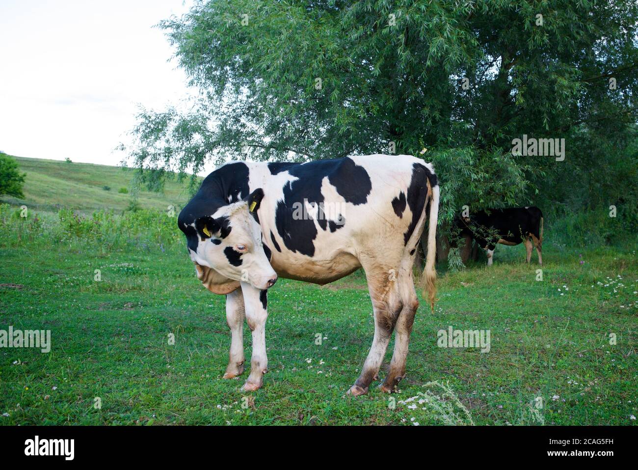 Adorned cows hi-res stock photography and images - Alamy