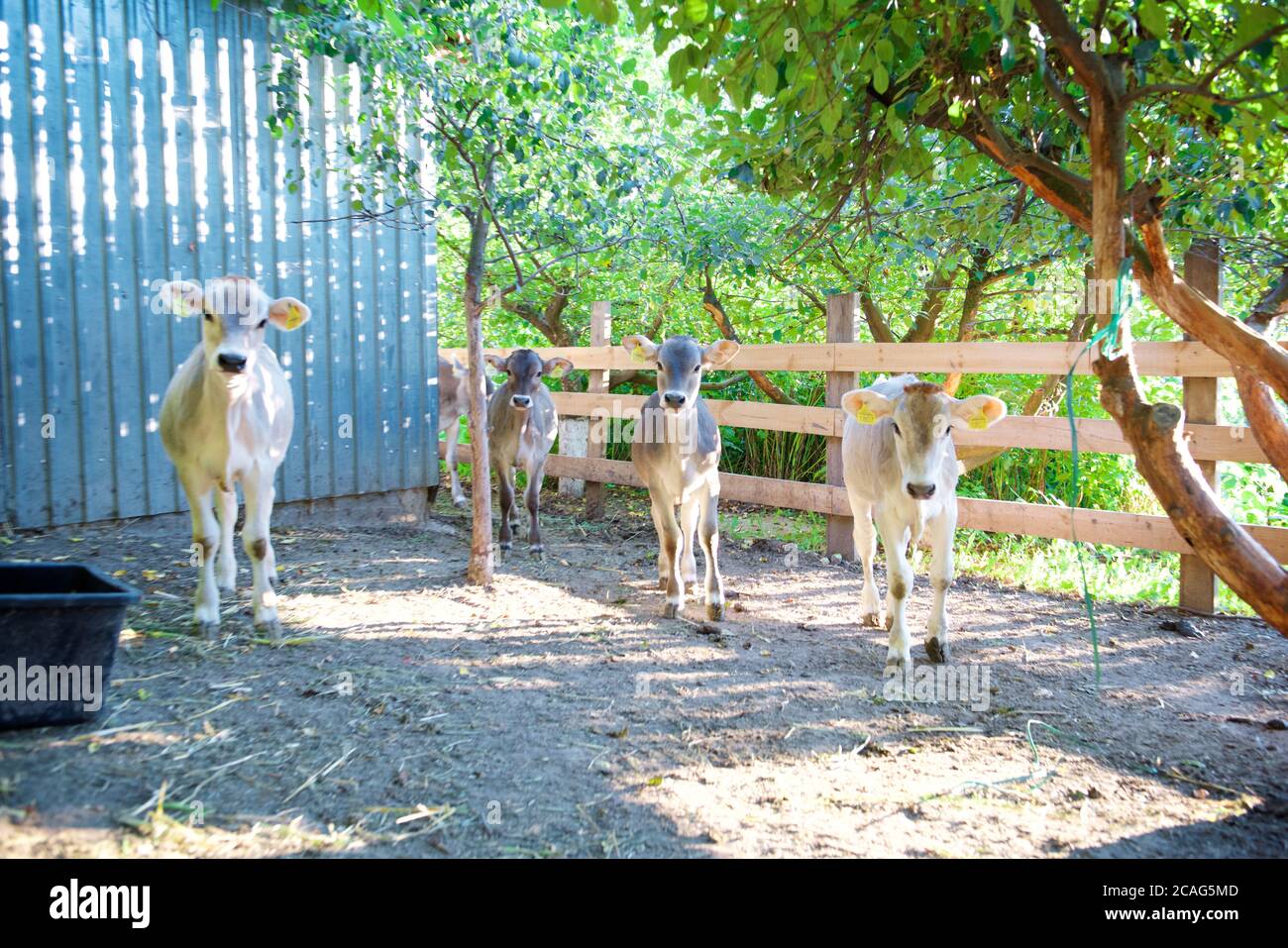 a herd of alpine cows in the open pasture in summer Stock Photo - Alamy