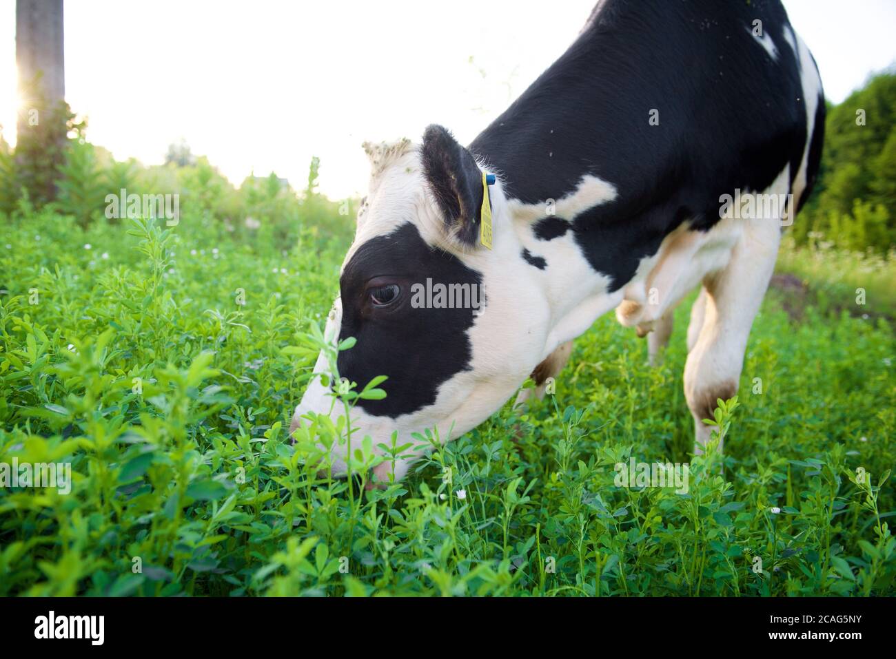 a herd of alpine cows in the open pasture in summer Stock Photo - Alamy