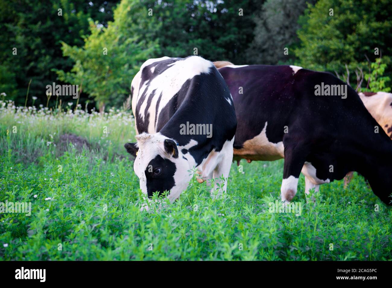 a herd of alpine cows in the open pasture in summer Stock Photo - Alamy