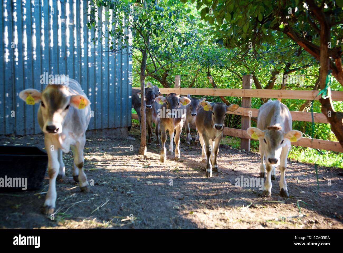a herd of alpine cows in the open pasture in summer Stock Photo - Alamy