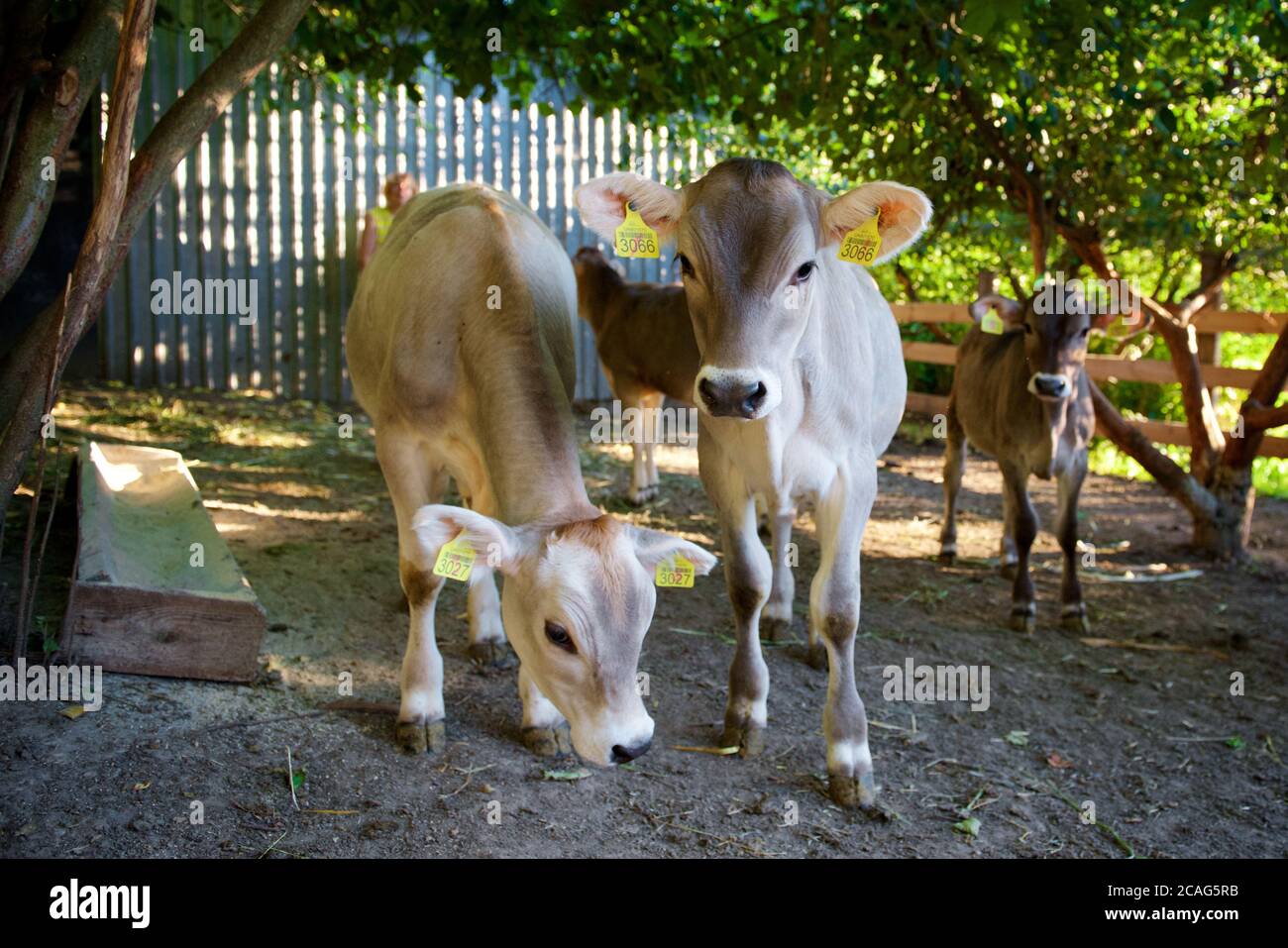 a herd of alpine cows in the open pasture in summer Stock Photo - Alamy