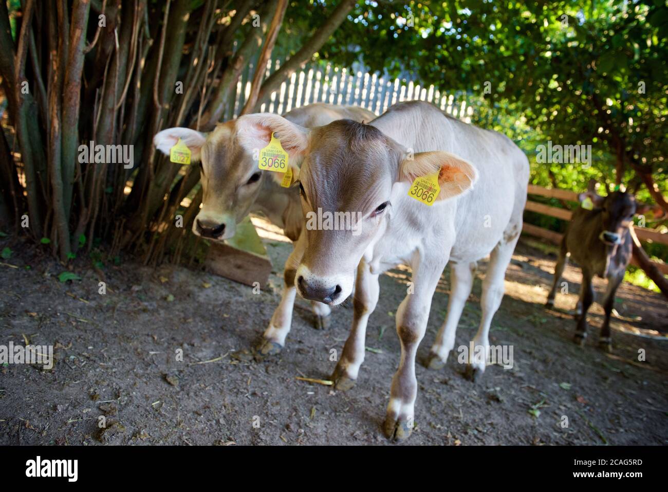 a herd of alpine cows in the open pasture in summer Stock Photo - Alamy
