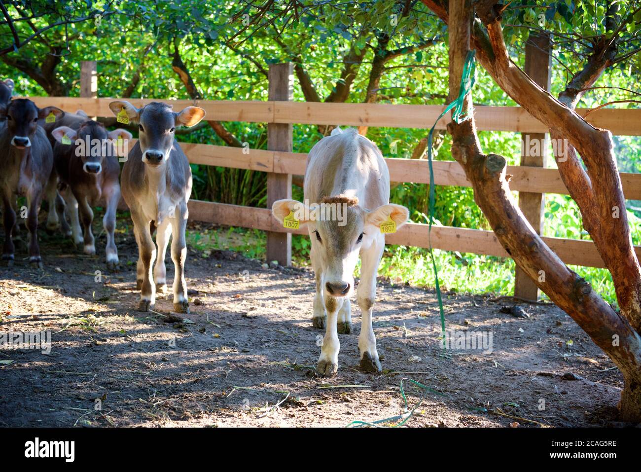 a herd of alpine cows in the open pasture in summer Stock Photo - Alamy