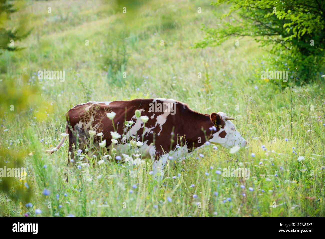 a herd of alpine cows in the open pasture in summer Stock Photo - Alamy