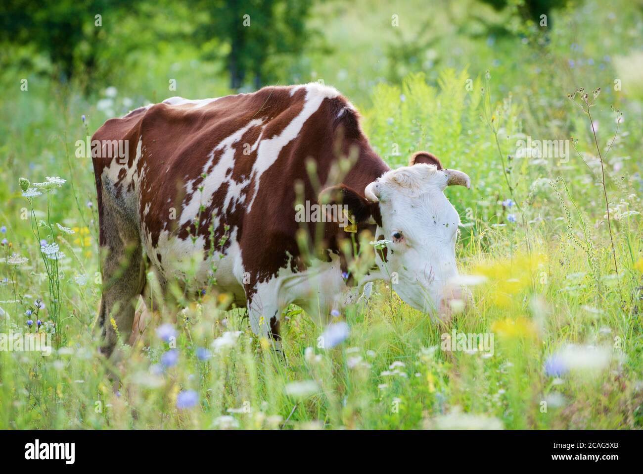 a herd of alpine cows in the open pasture in summer Stock Photo - Alamy