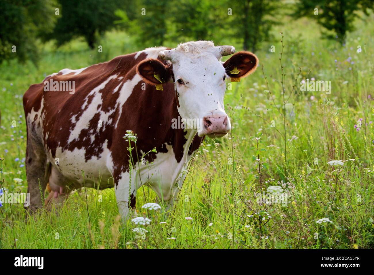 a herd of alpine cows in the open pasture in summer Stock Photo - Alamy