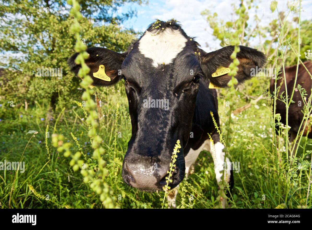 a herd of alpine cows in the open pasture in summer Stock Photo - Alamy