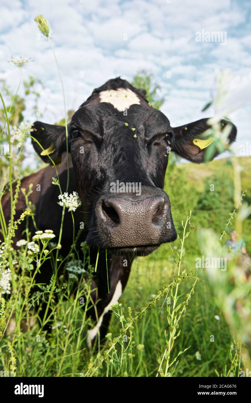 Adorned cows hi-res stock photography and images - Alamy