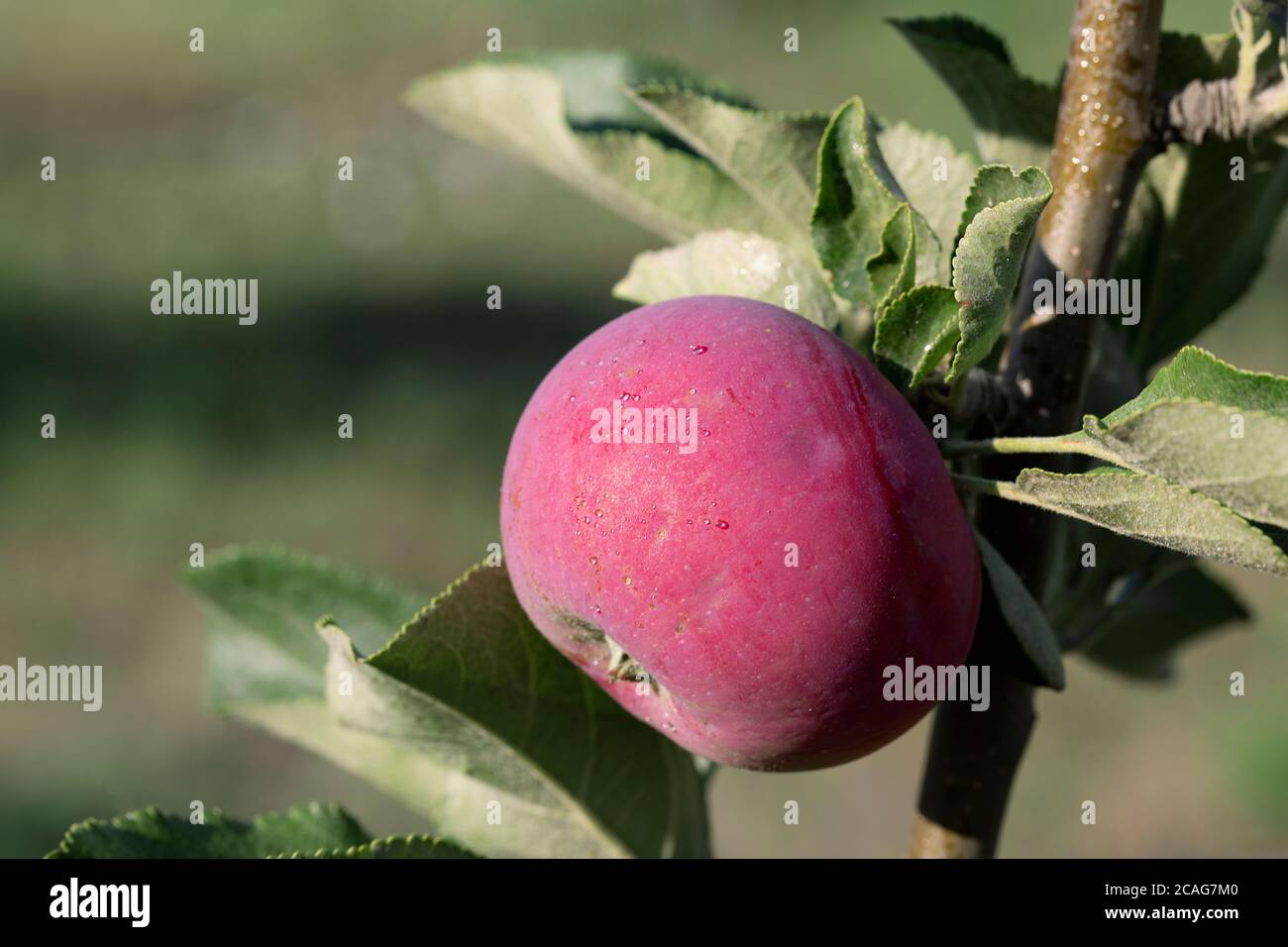 Red apple close up hi-res stock photography and images - Alamy