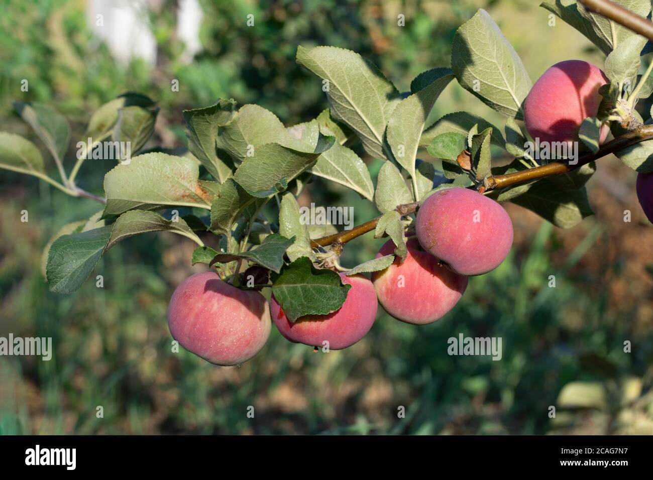 Red fresh ripe apples on tree branch on farm Stock Photo - Alamy