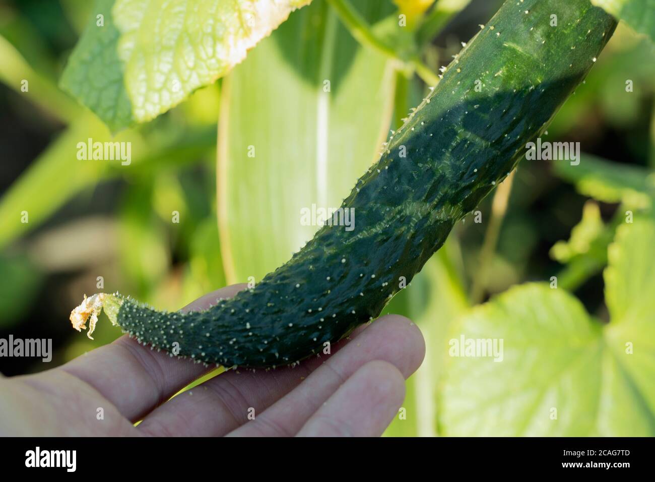 Zinc Deficiency In Cucumber Plants