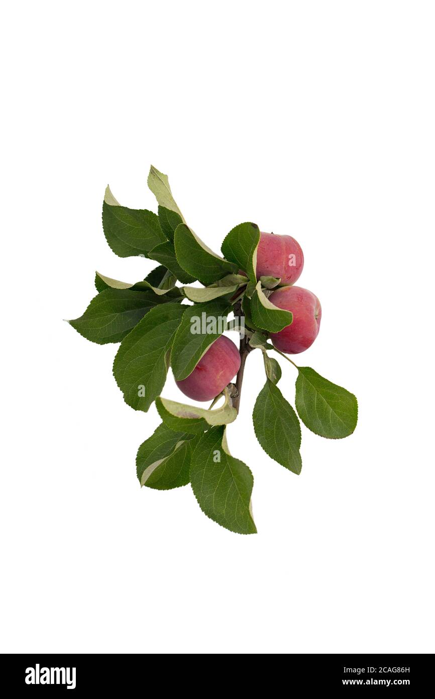 Fresh apple from garden Cut Out Stock Images & Pictures - Alamy