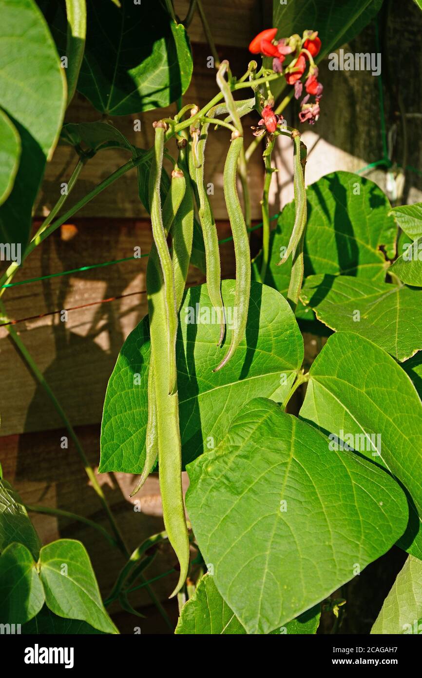Firestorm runner beans growing on the plant, UK Stock Photo - Alamy