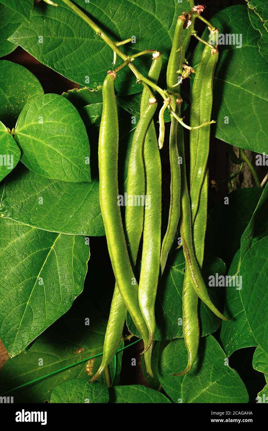 Pole beans hi-res stock photography and images - Alamy