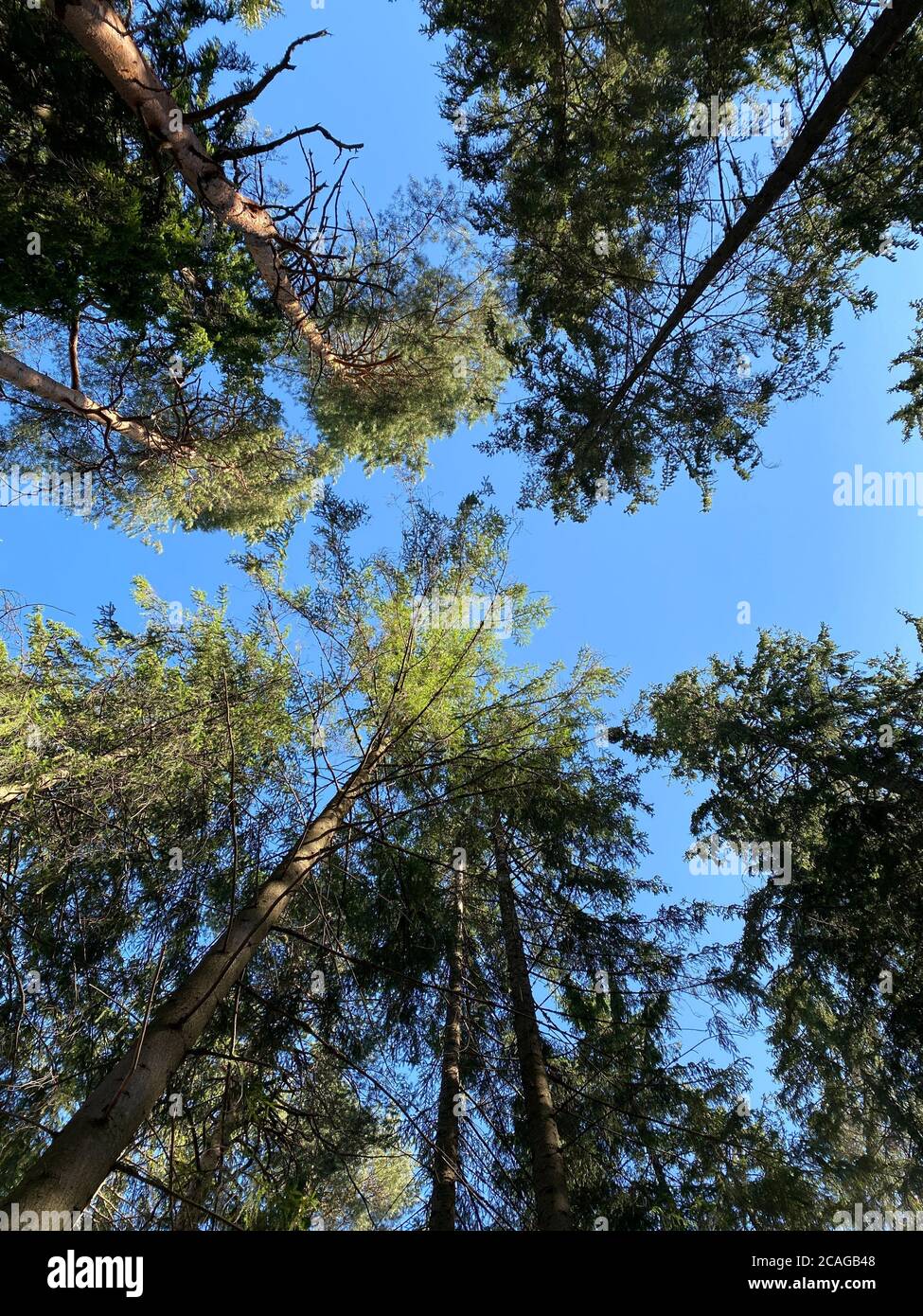 Looking up tall aspen trees hi-res stock photography and images - Alamy