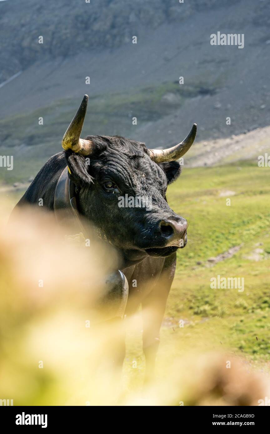 black Eringer or Herens cow with horns in Soustal, Berner Oberland ...