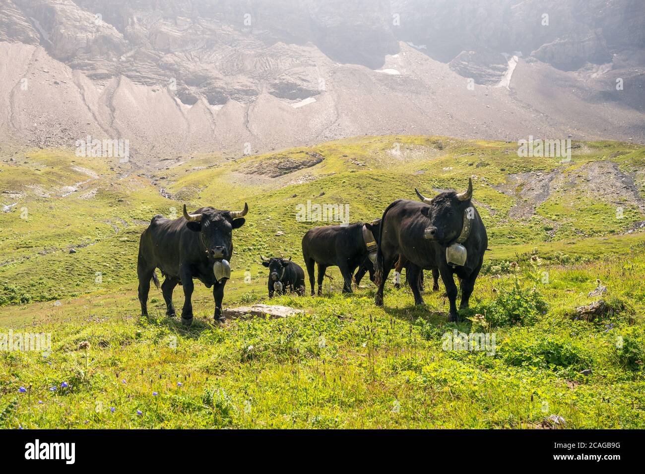 group of black Eringer or Herens cows with horns in Soustal, Berner ...