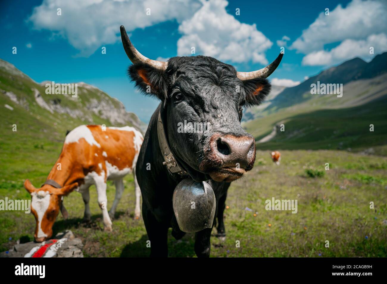 close-up of a black Eringer or Herens cow with horns in Soustal, Berner ...