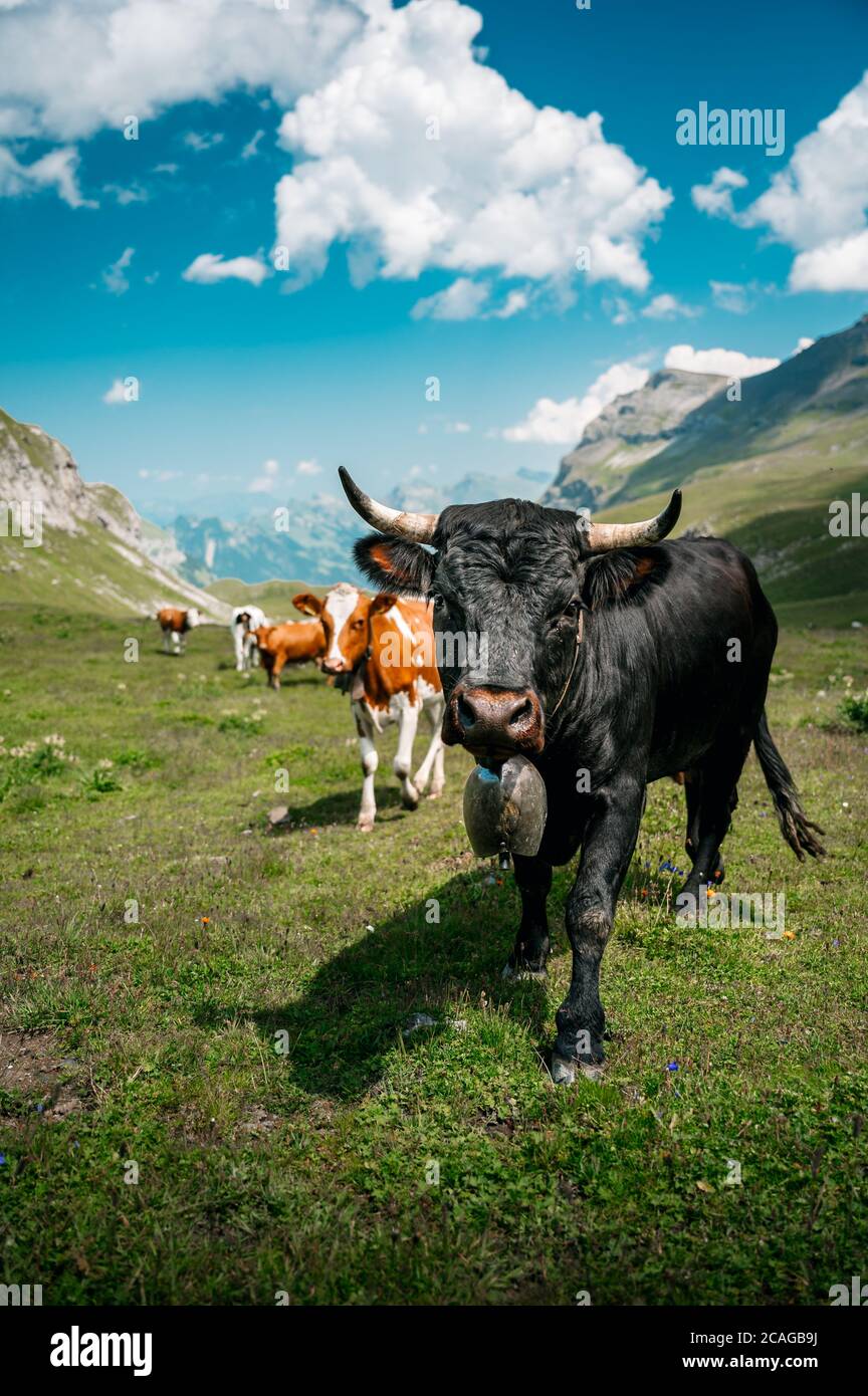 Eringer kuh hi-res stock photography and images - Alamy