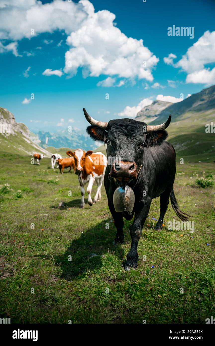 black Eringer or Herens cow with horns in Soustal, Berner Oberland ...