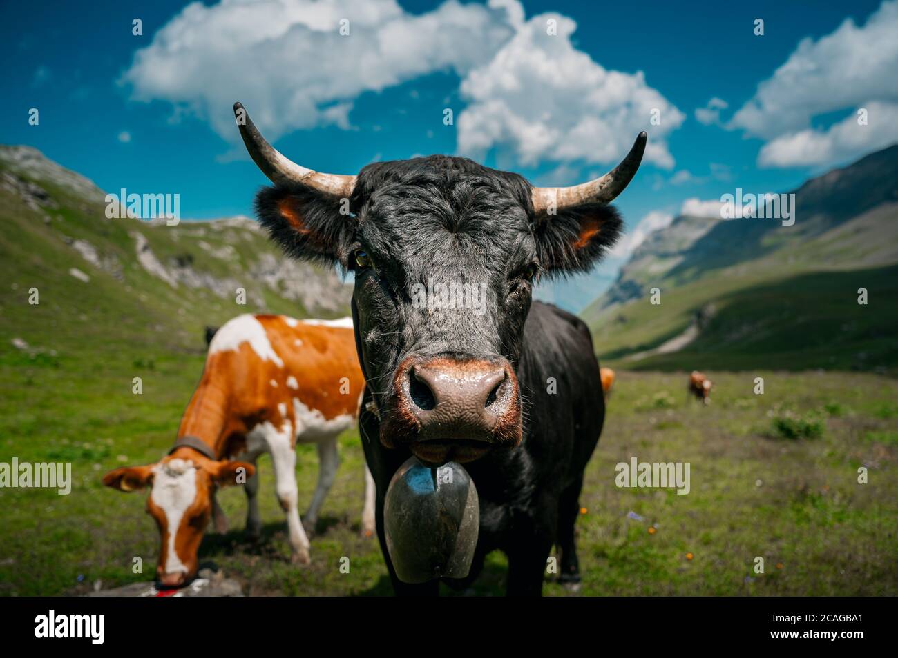 black Eringer or Herens cow with horns in Soustal, Berner Oberland ...