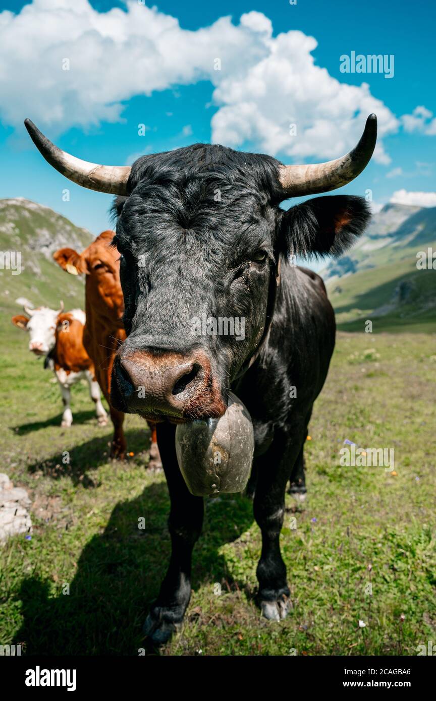 close-up of a black Eringer or Herens cow with horns in Soustal, Berner ...
