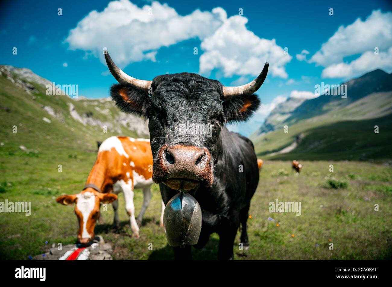 black Eringer or Herens cow with horns in Soustal, Berner Oberland ...