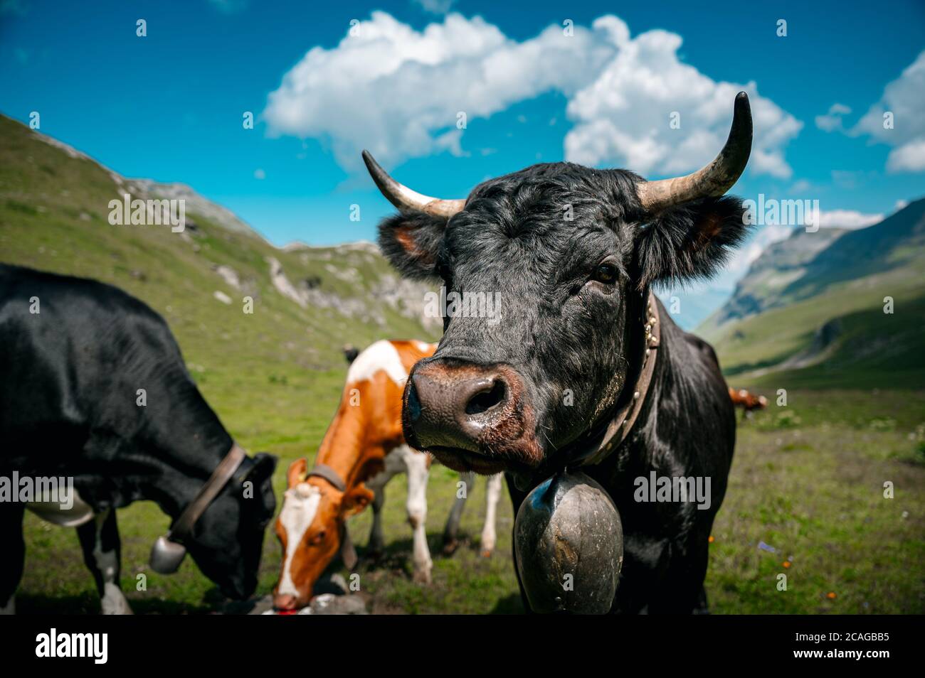 black Eringer or Herens cow with horns in Soustal, Berner Oberland ...