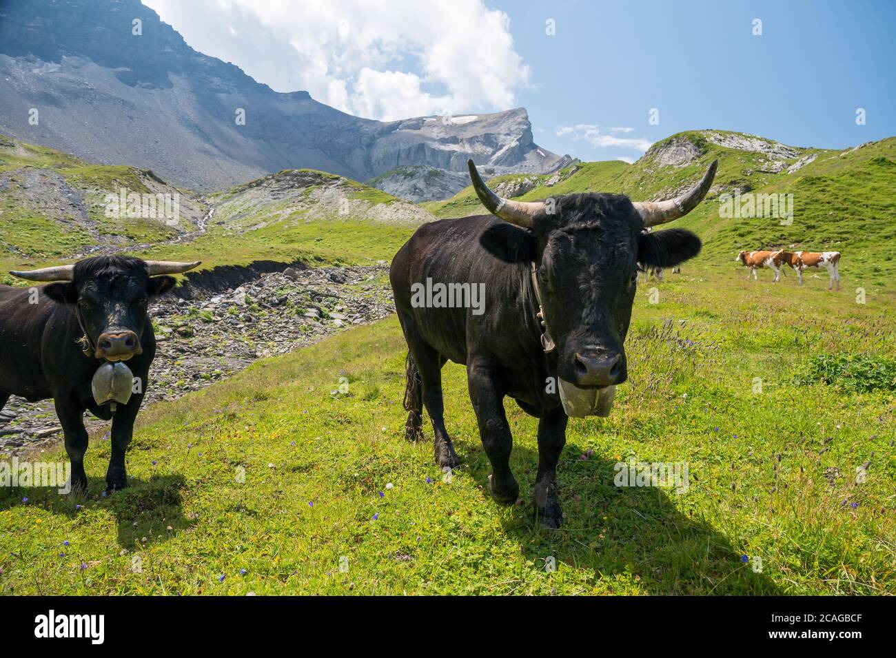 black Eringer or Herens cows with horns in Soustal, Berner Oberland ...