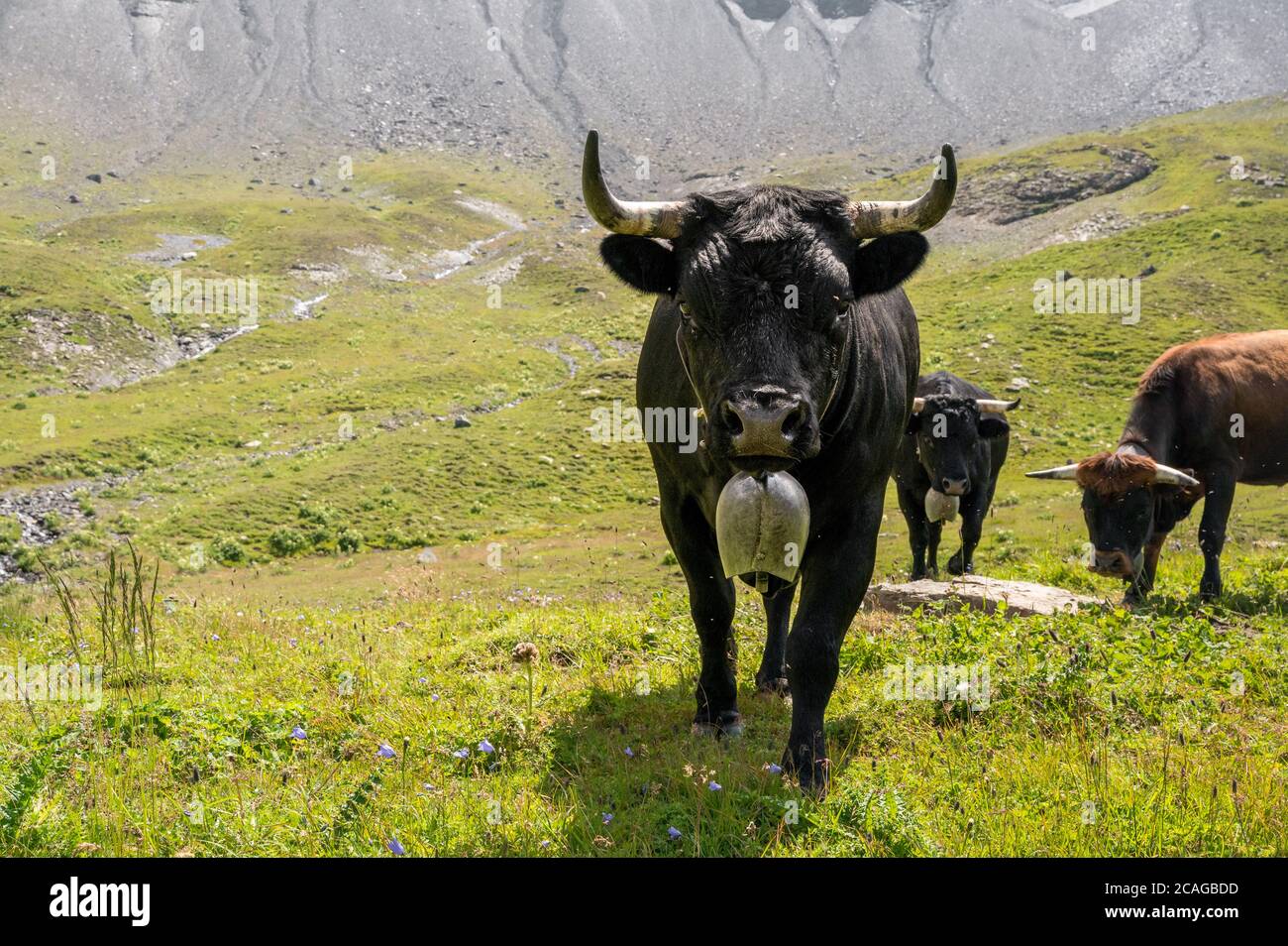Eringer kuh hi-res stock photography and images - Alamy