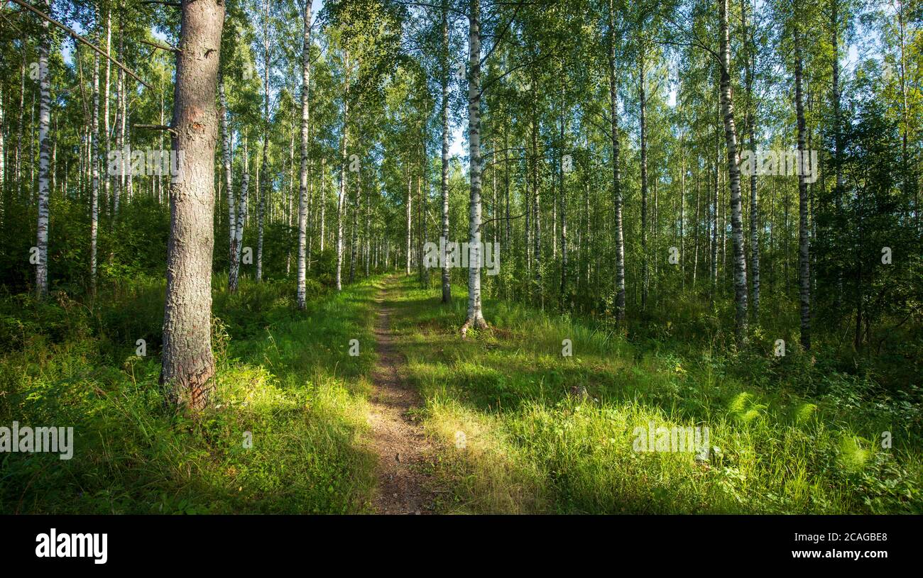 Footpath through dense forest hi-res stock photography and images - Alamy