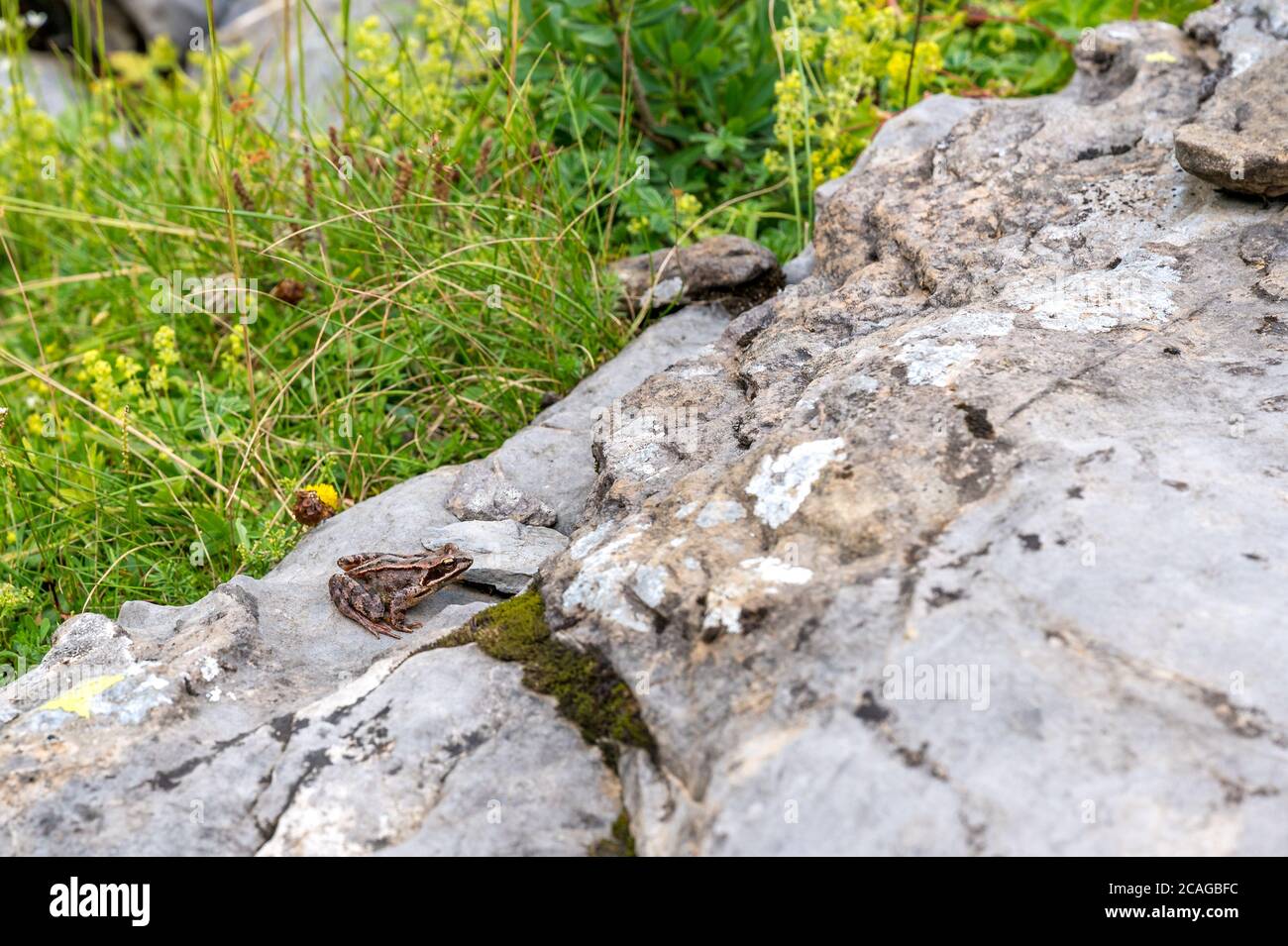 alpine frog in Soustal, Berner Oberland Stock Photo - Alamy