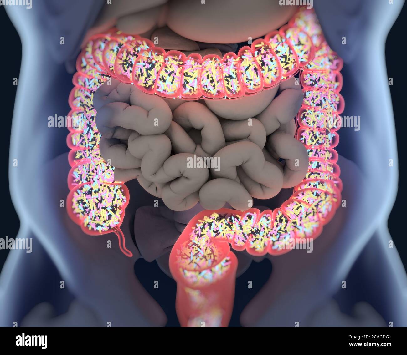 Gut bacteria, microbiome. Bacteria inside the large intestine, concept ...