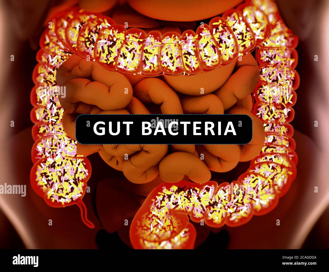 Gut bacteria, microbiome. Bacteria inside the large intestine, concept ...