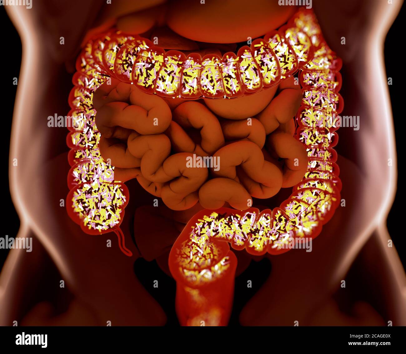 Gut bacteria, microbiome. Bacteria inside the large intestine, concept ...