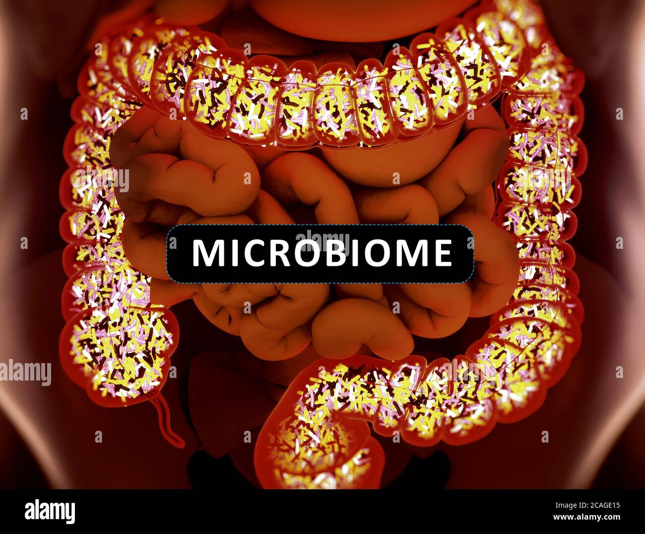 Gut bacteria, microbiome. Bacteria inside the large intestine, concept ...